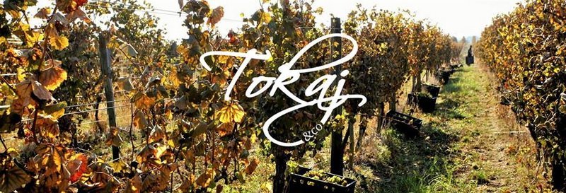 Tokaj & Co, výrobca tokajských vín na Slovensku, vinárstvo s výnimočnou ...